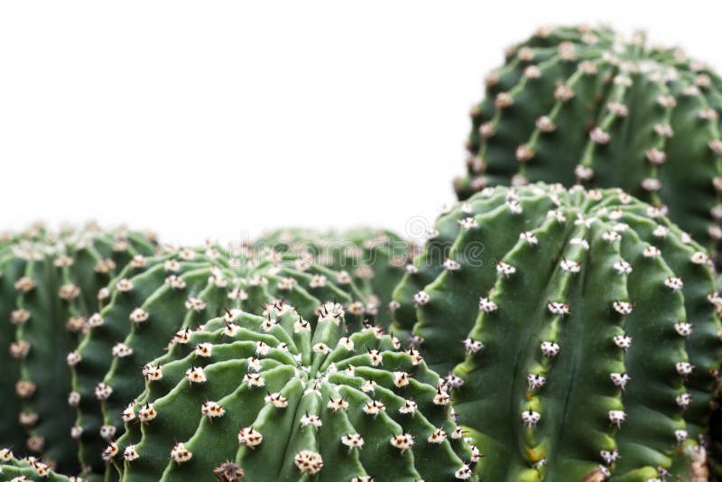 Group of Echinopsis Hystrichoides Isolated Stock Photo - Image of house ...
