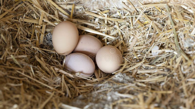 Group of Eggs on Straw in a Nesting-box Stock Photo - Image of white ...