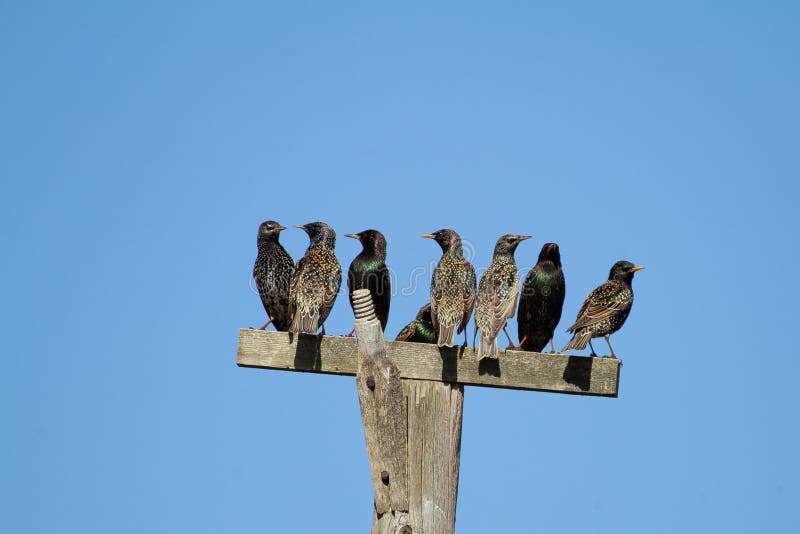 Birds on Top of the Post Fence Stock Image - Image of post, green ...