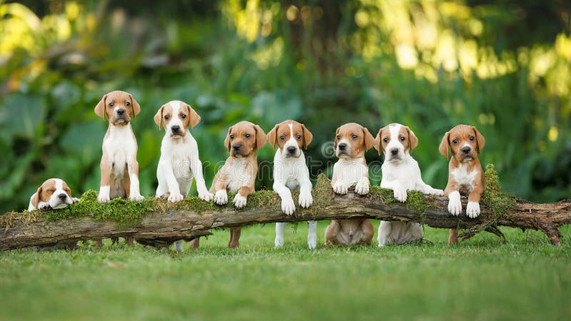 Group Eight Dogs Stock Photos - Free & Royalty-Free Stock Photos from ...