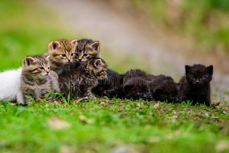 A Group of Eight Little Kittens Sitting on the Grass Stock Photo ...