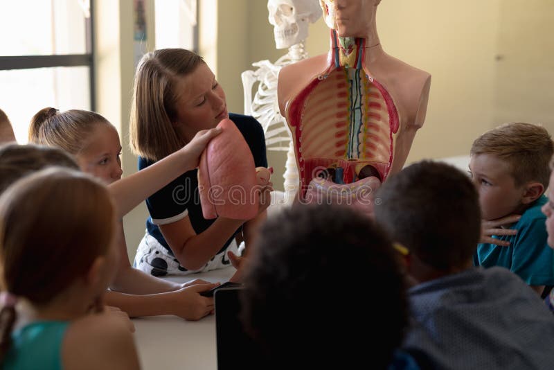 Group of Elementary School Kids Working with Anatomy Model Stock Photo ...