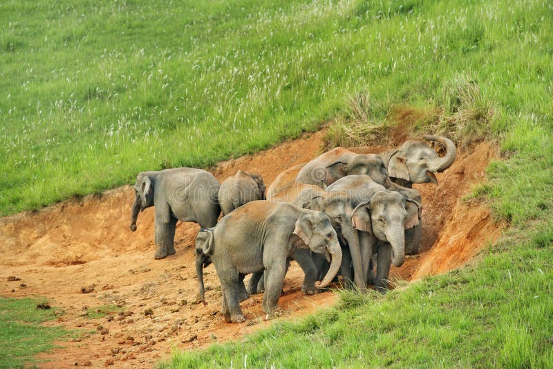 Group of elephant stock image. Image of face, asian, family - 76414949