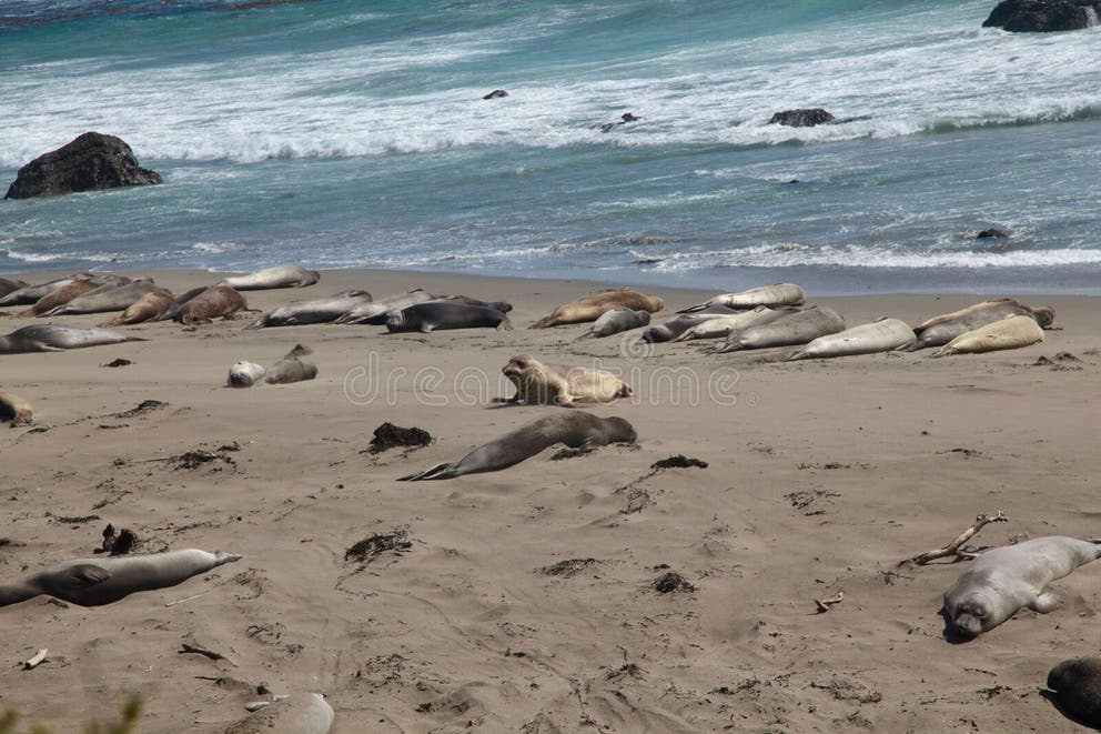 Group of Elephant Seals Basking on a Sandy Beach. Big Sur, California ...