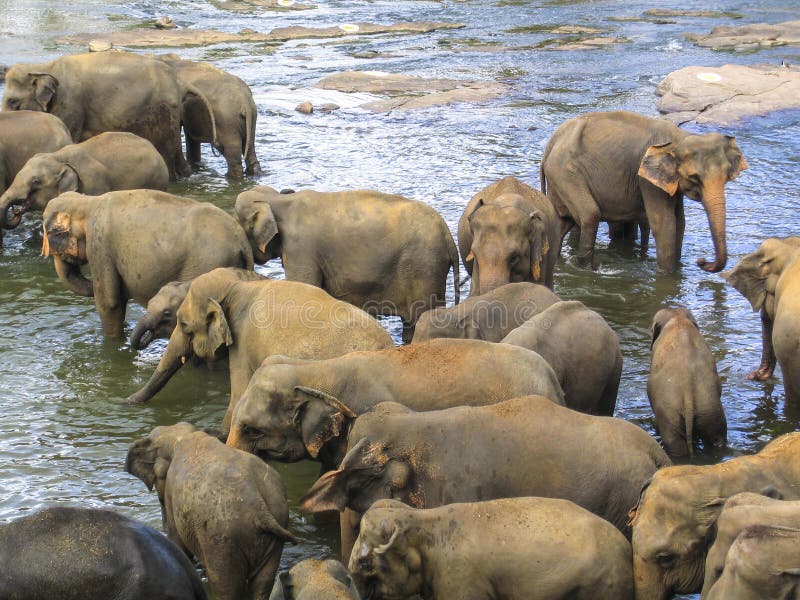 Group of Elephant in Sri Lanka Stock Photo - Image of sunlight, facial ...