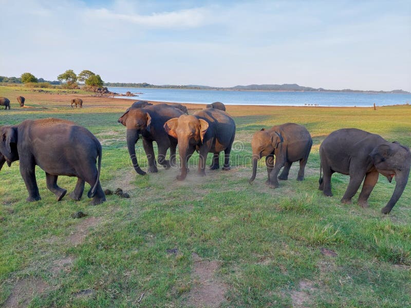 Group of elephants stock photo. Image of group, wildlife - 269116010