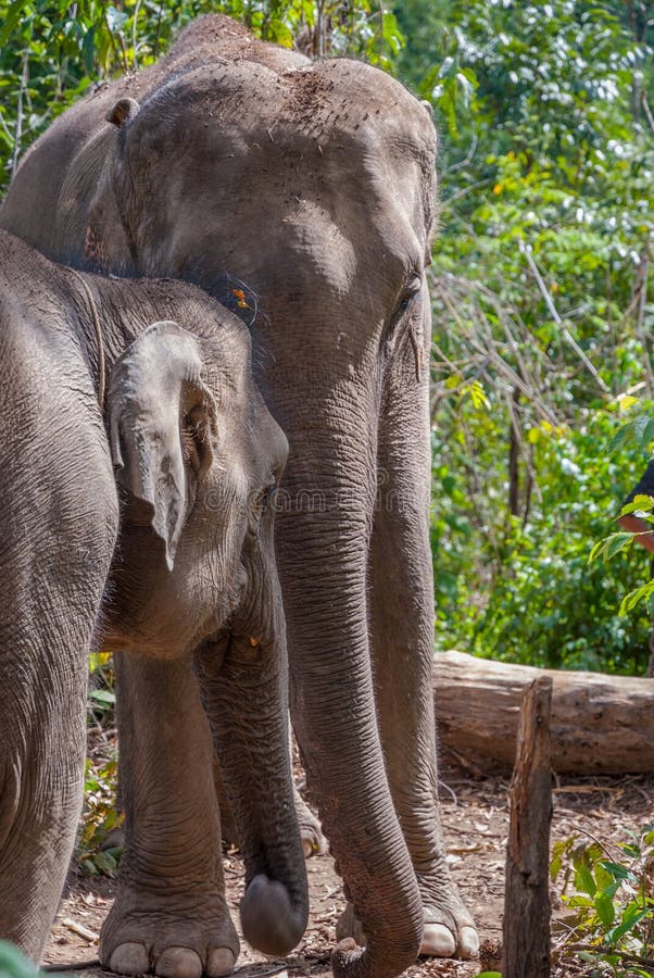 Group of elephants stock photo. Image of asia, national - 144508344