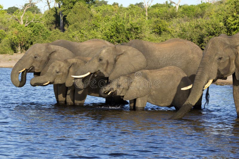A group of elephants stock image. Image of national, elefantenherde ...
