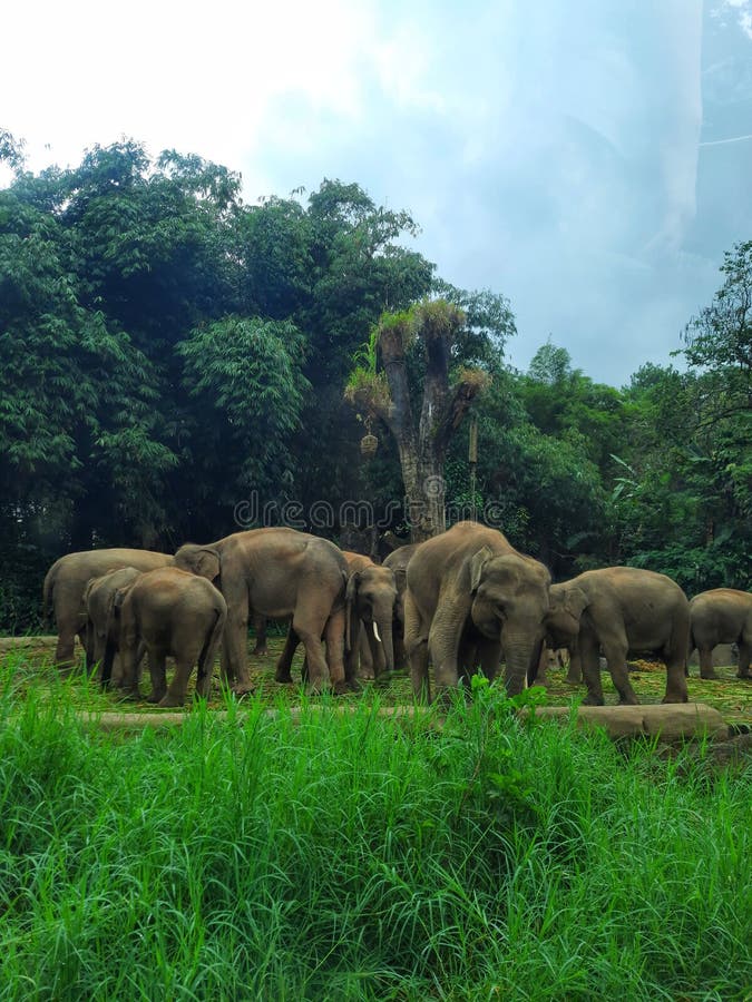 A Group of Elephants Enjoying Their Lunch Stock Image - Image of mammal ...