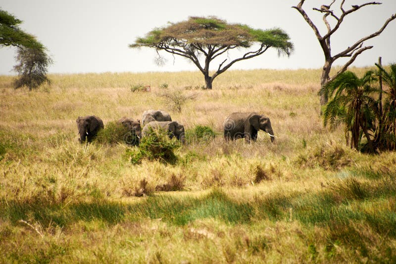 Group of Elephants Grazing on a Rural Safari Field Stock Image - Image ...