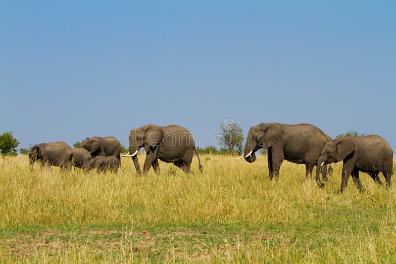 A Group of Elephants at Masai Mara Stock Image - Image of reserve ...