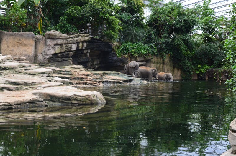 Group of Elephants in Pool at Zoo Enclosure Stock Image - Image of ...