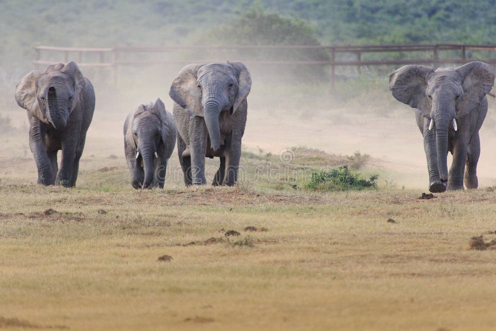 Group of elephants running stock photo. Image of loxodonta - 328292522