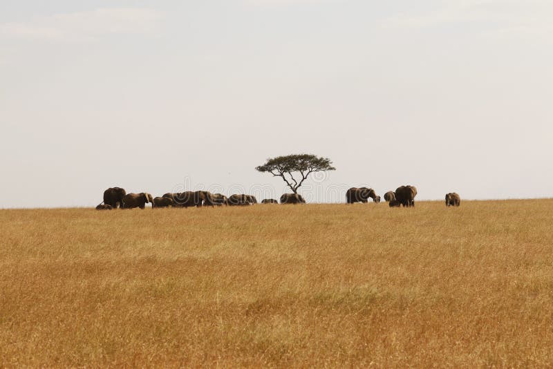 Group of Elephants Wandering in a Safari Covered with Golden Grass ...