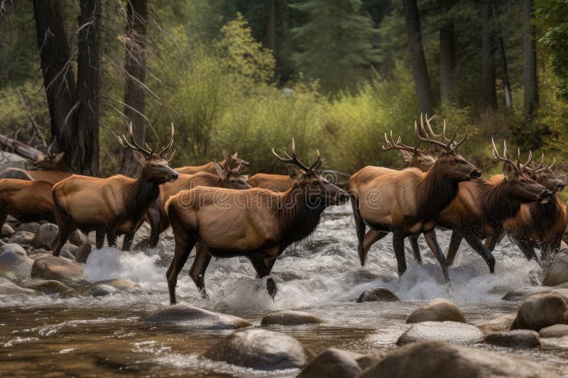 Group of Elk Crossing a Mountain Stream. Generative AI Stock ...