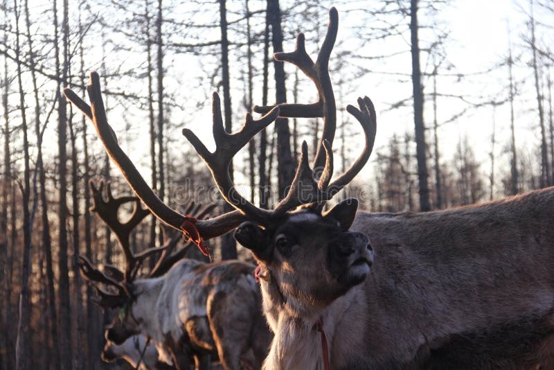 Group of Elks in the Woods Surrounded by Bare Trees during Daytime ...