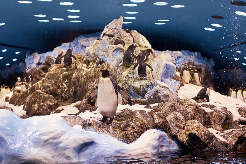 585 Emperor Penguins Zoo Stock Photos - Free & Royalty-Free Stock ...