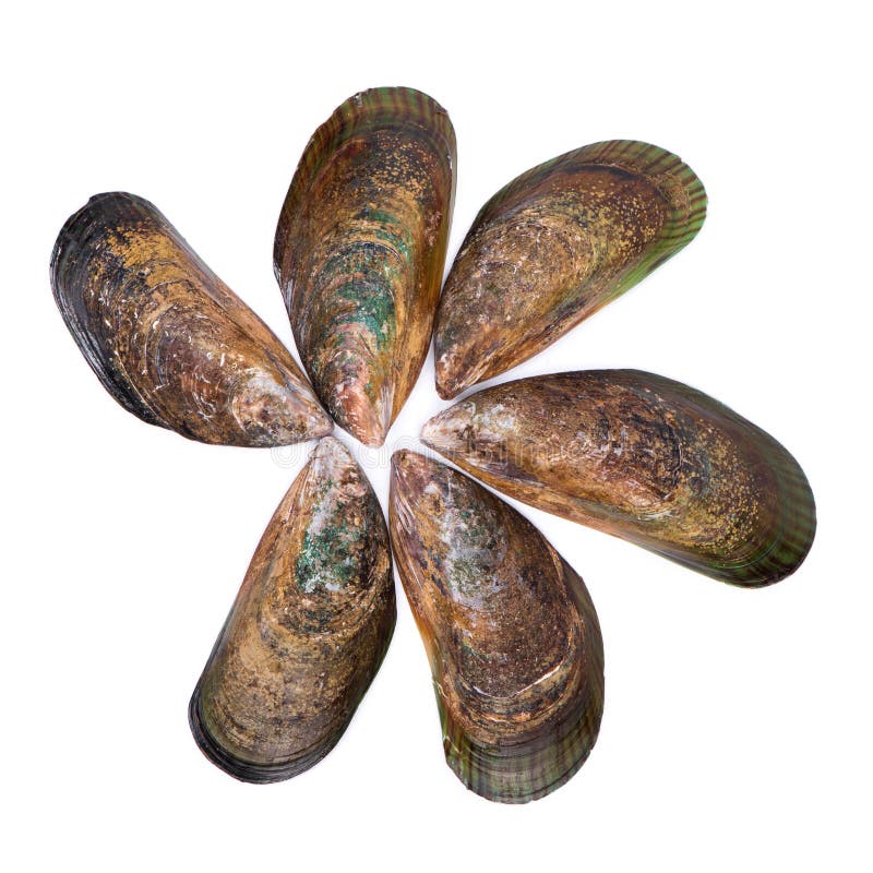 Group of Empty Opened Mussel Shells Stock Photo - Image of aquatic ...