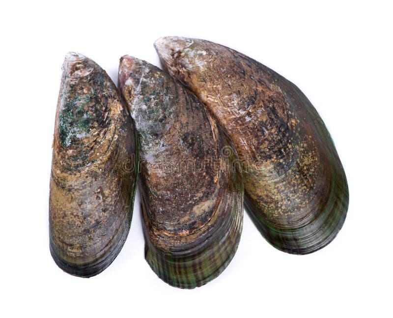 Group of Empty Opened Mussel Shells Stock Photo - Image of macro ...