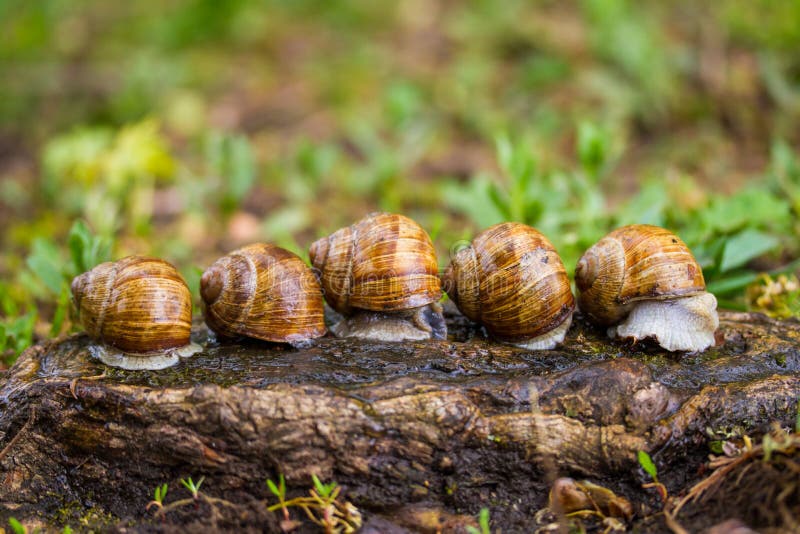 Group of Escargot Snails in Line Stock Photo - Image of snail ...