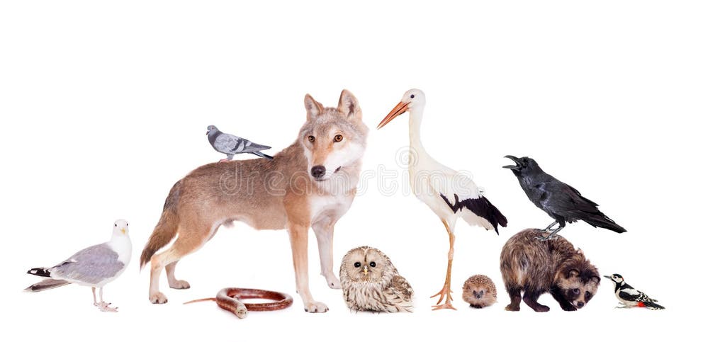 Group of eurasian animals stock image. Image of mammal - 42153591