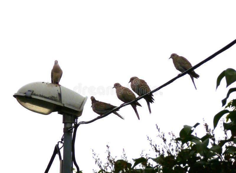 Group of Eurasian Collared Doves Resting on a Wire Stock Photo - Image ...