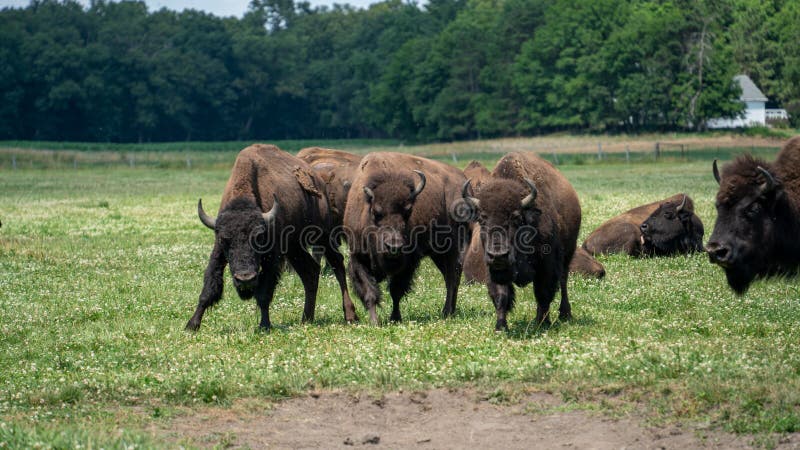 Group of European Bisons Grazing on a Rural Green Field Stock Photo ...