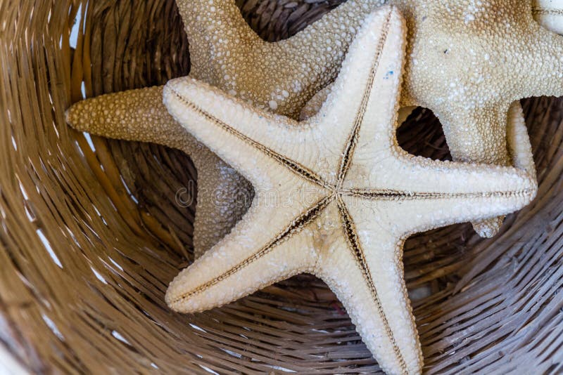 Group of Exotic Starfish in a Steaw Basket Stock Image - Image of ...