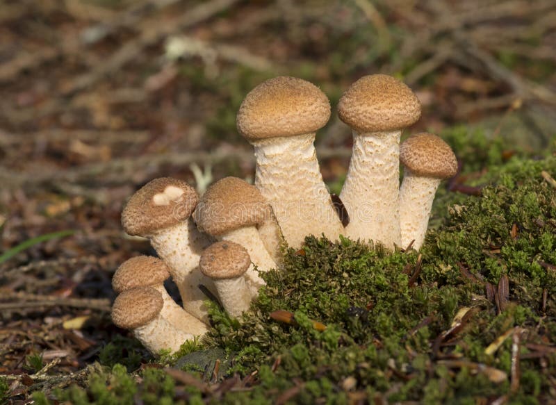 Mushroom Group stock photo. Image of wisconsin, woodland - 98873422