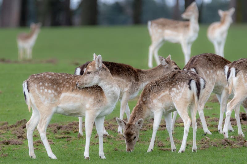 A Group of Fallow Deer in a Meadow Stock Photo - Image of dama, game ...