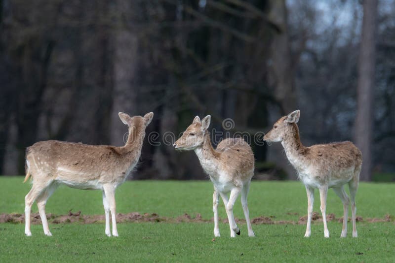 A Group of Fallow Deer in a Meadow Stock Photo - Image of green, deer ...