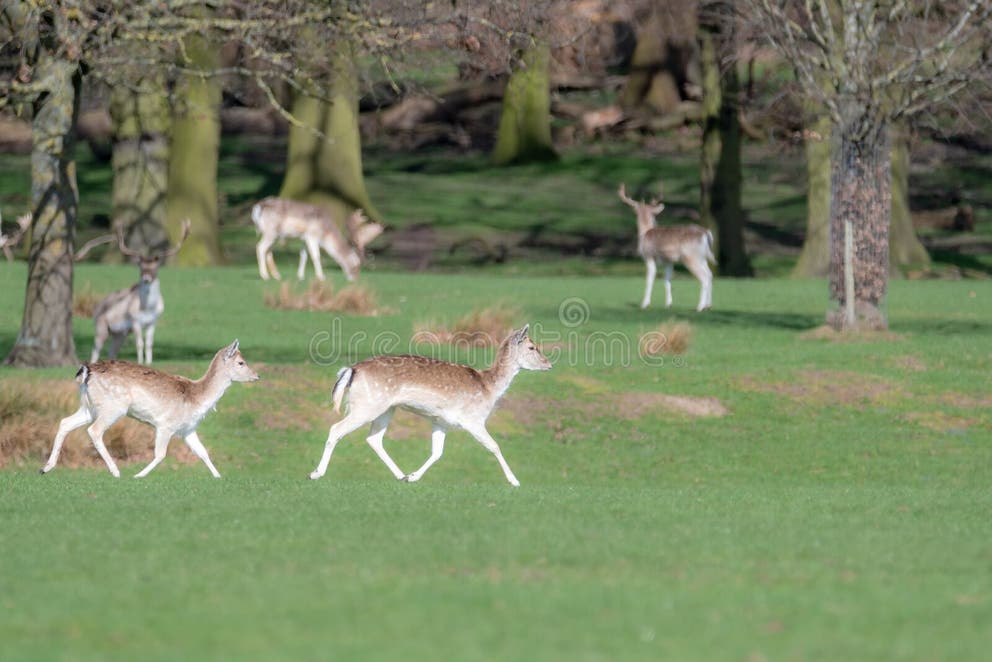 A Group of Fallow Deer in a Meadow Stock Photo - Image of fallow ...