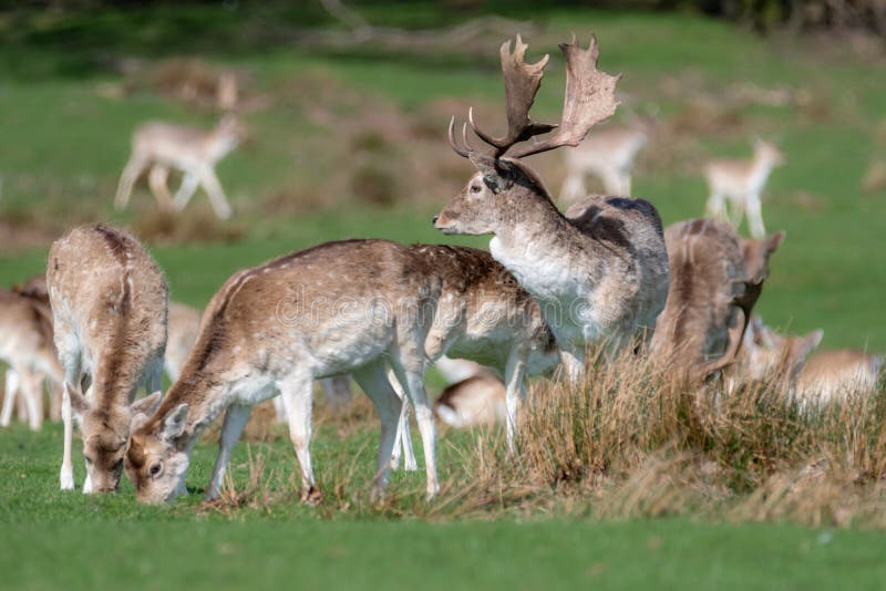 A Group of Fallow Deer in a Meadow Stock Photo - Image of brown, buck ...