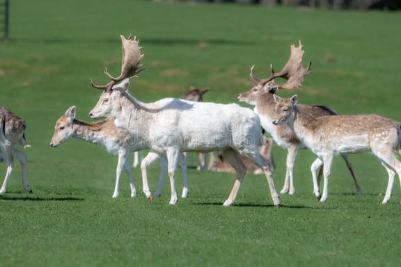 A Group of Fallow Deer in a Meadow Stock Photo - Image of countryside ...