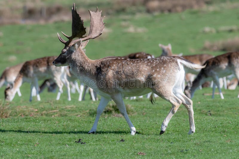 A Group of Fallow Deer in a Meadow Stock Image - Image of mammals ...