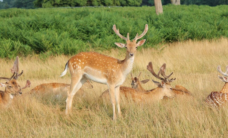 Group of Fallow Stag with One Standing Stock Image - Image of animal ...