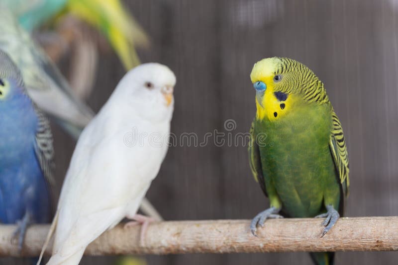 Group of Fancy Color Budgerigar Stock Photo - Image of animals, wild ...