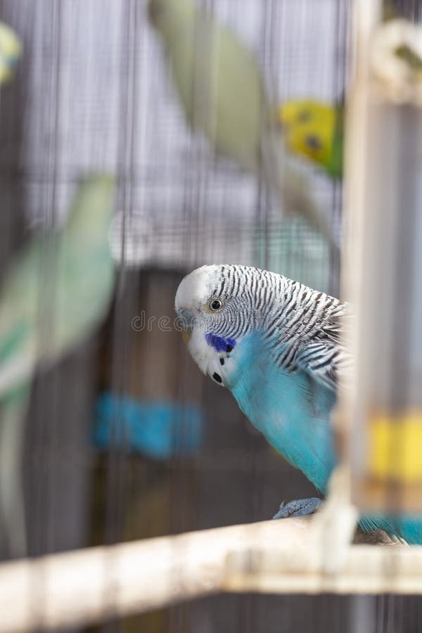 Group of Fancy Color Budgerigar Stock Image - Image of multi, outdoors ...