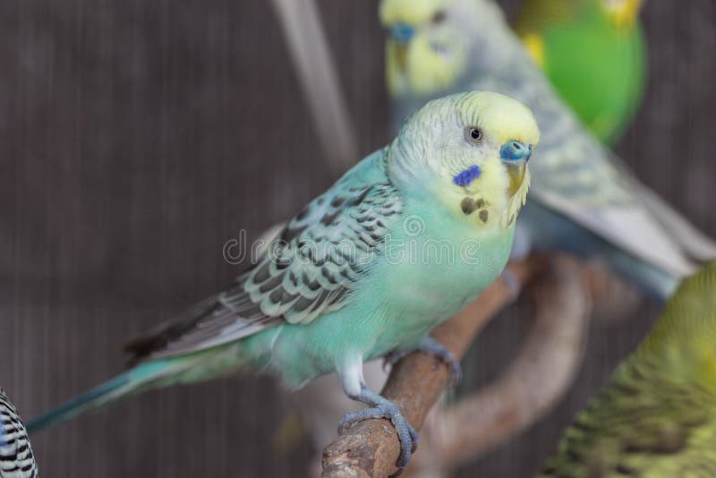 Group of Fancy Color Budgerigar Stock Photo - Image of bird, nature ...