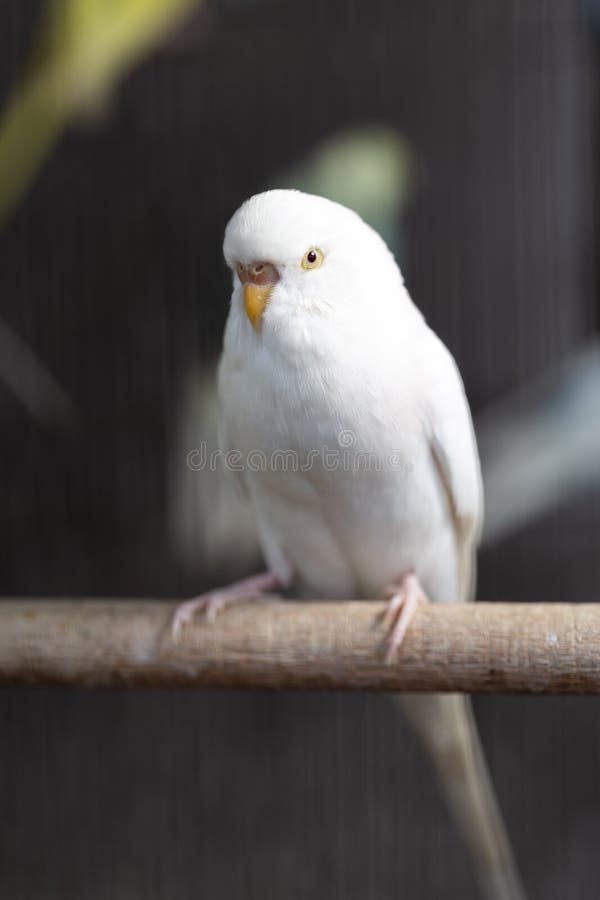 Group of Fancy Color Budgerigar Stock Image - Image of animal, colored ...