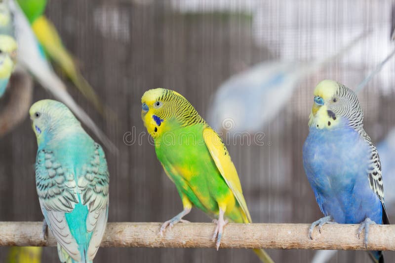 Group of Fancy Color Budgerigar Stock Image - Image of pets, perching ...