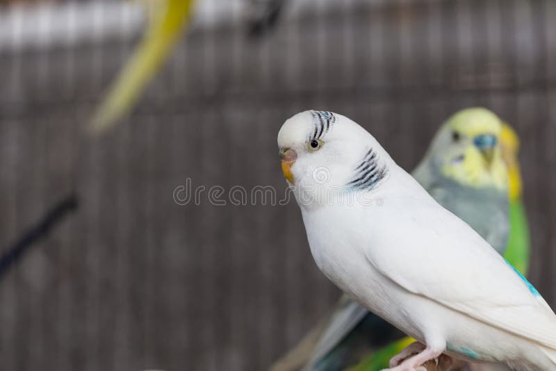 Group of Fancy Color Budgerigar Stock Photo - Image of wild, multi ...