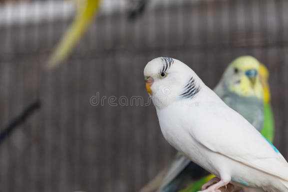 Group of Fancy Color Budgerigar Stock Photo - Image of wild, multi ...