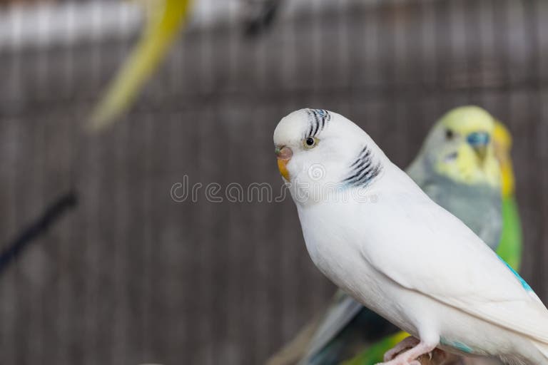Group of Fancy Color Budgerigar Stock Photo - Image of wild, multi ...
