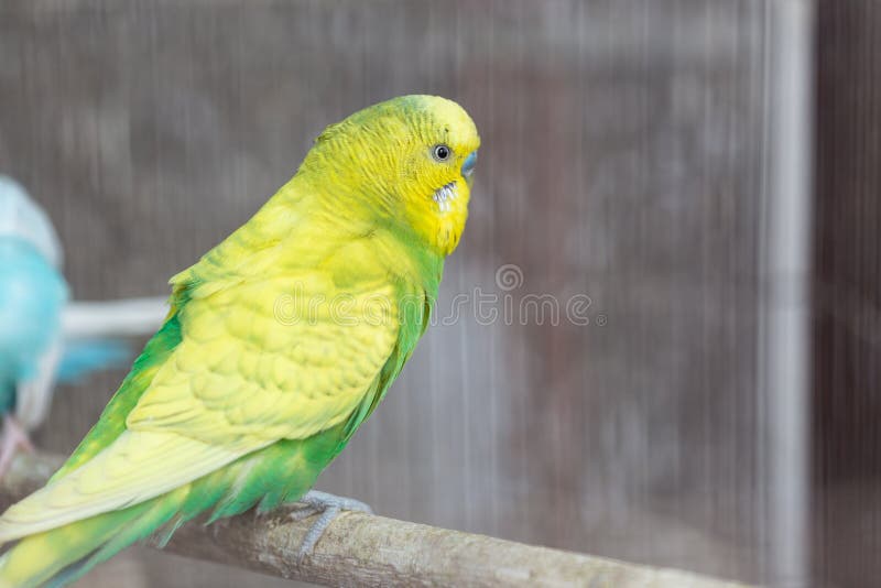 Fancy Color Budgie, Budgerigar Bird Stock Photo - Image of blue, group ...
