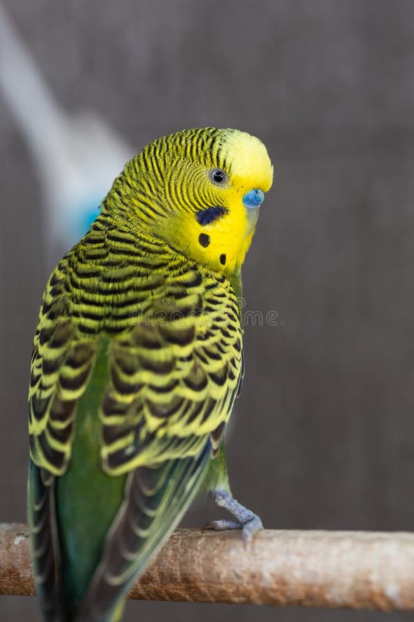 Fancy Color Budgie, Budgerigar Bird Stock Photo - Image of blue, group ...