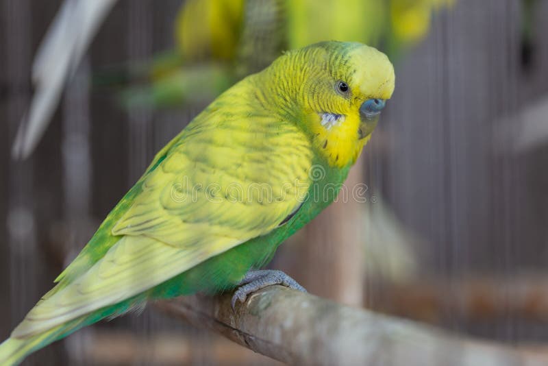 Group of Fancy Color Budgerigar Stock Image - Image of yellow, wild ...