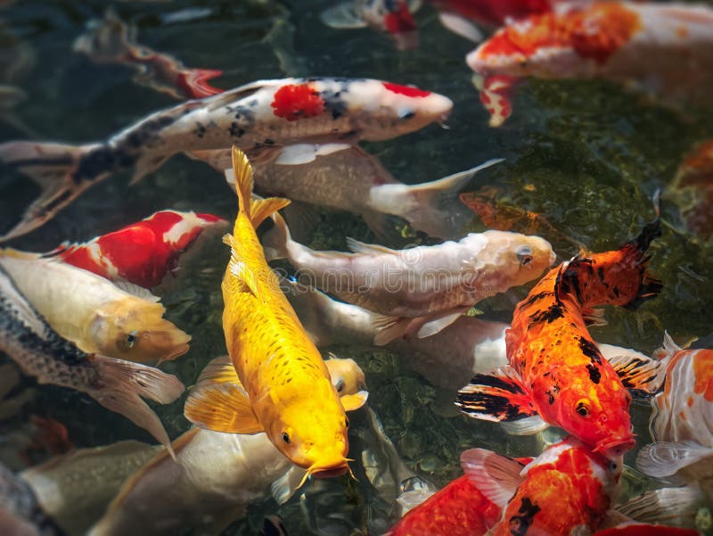Group of Fancy Koi Carps in the Pond with Selective Focus Stock Photo ...