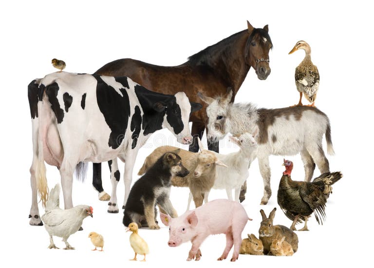 Group of Farm animals stock image. Image of collection - 23770927