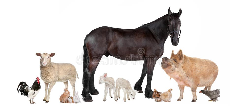 Group of farm animals stock image. Image of studio, sheep - 25655585